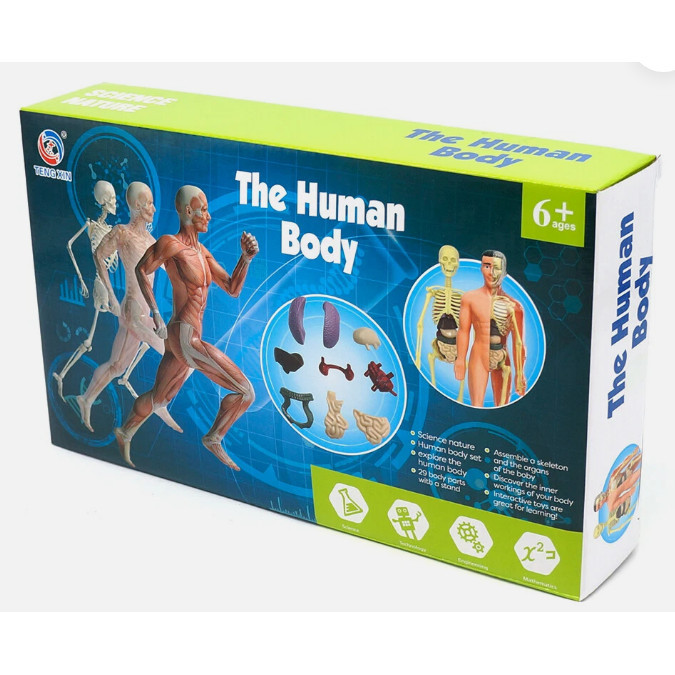 Human Body Model for Kids Removable Human Torso Anatomy Skeleton Model ...