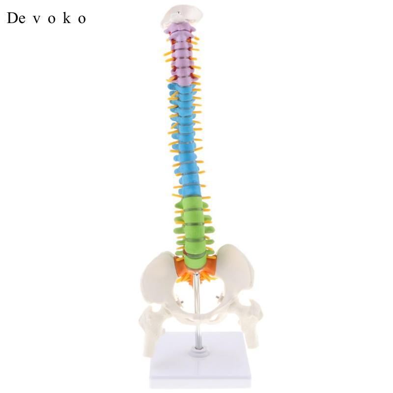 [Devoko] Vertebral Statue Vertebra Model Lifesize Spine Models Teaching ...