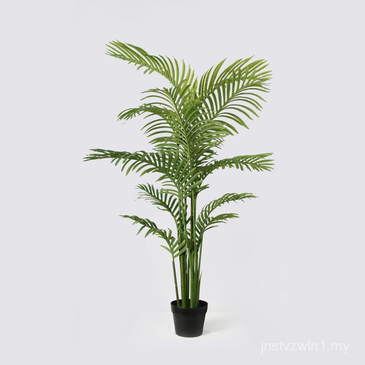 Susunan Landskap Dalaman dan Luaran Tanaman Hijau Anthurium Bonsai ...