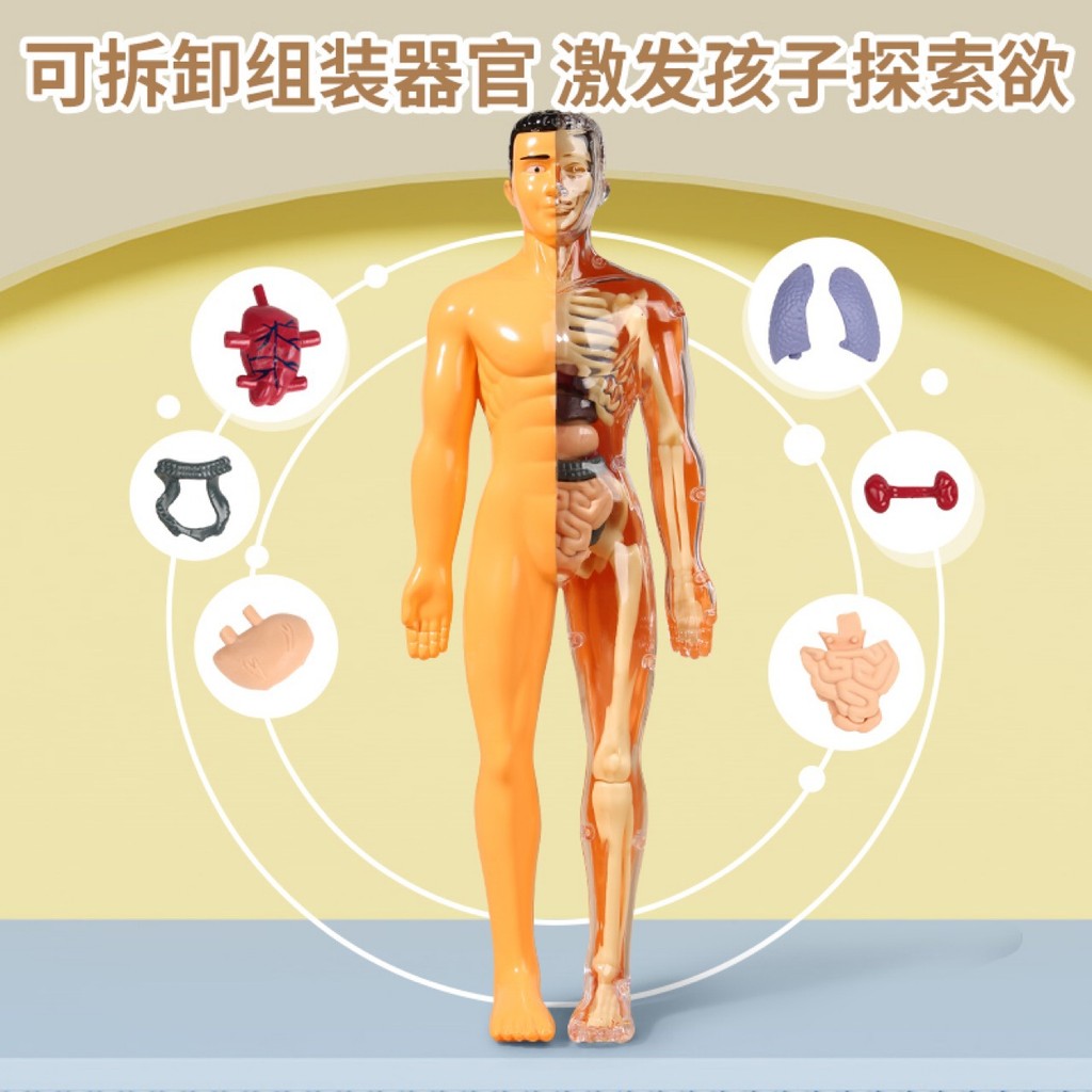 Human Skeleton Toy Model Organ Simulation Medical Teaching Aids ...
