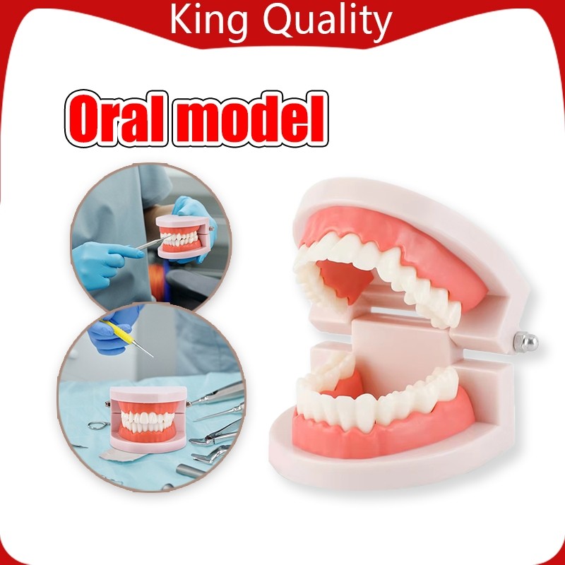 Dental Teaching Model - Oral Model Tooth Model Kids White Standard ...