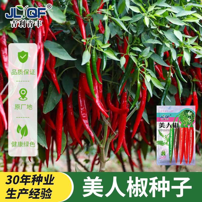 [Imported Vegetables] Authentic Undefeated Beauty Pepper Seeds Big Tree ...