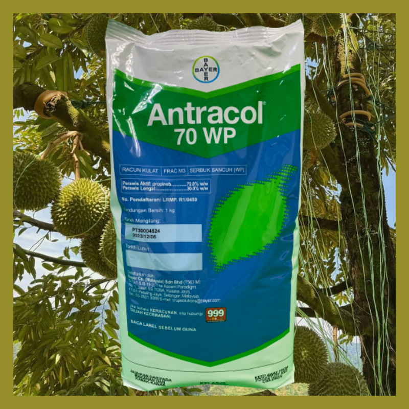 [ORIGINAL] 1kg ANTRACOL 70WP BAYER Propineb 70.0% RACUN KULAT Sawi Cili ...