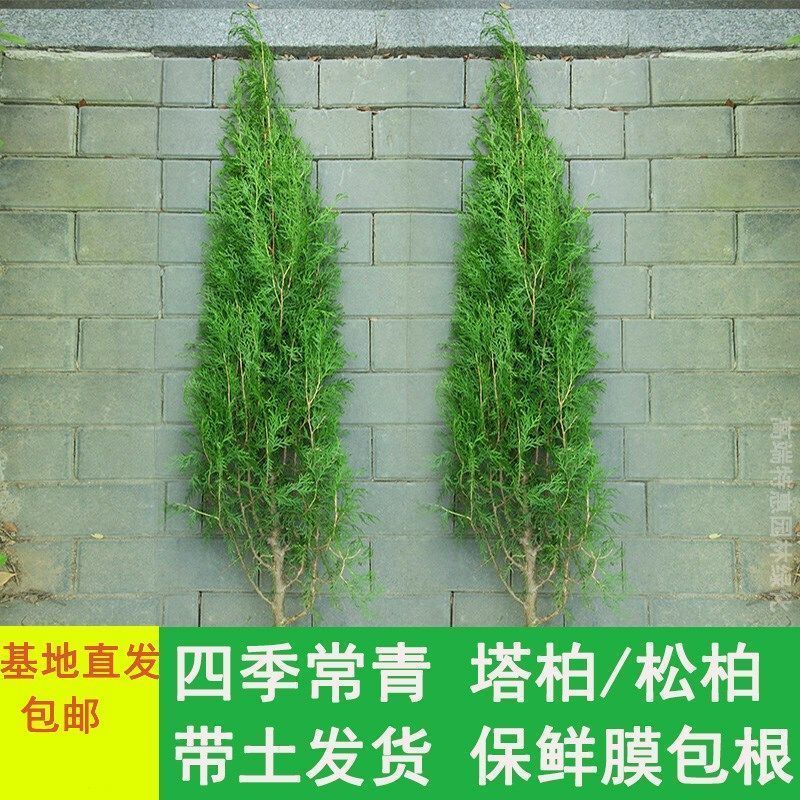 Tree Tree Pine Tree Side Cypress Tree Tree Pagoda Pine Cypress Tree ...