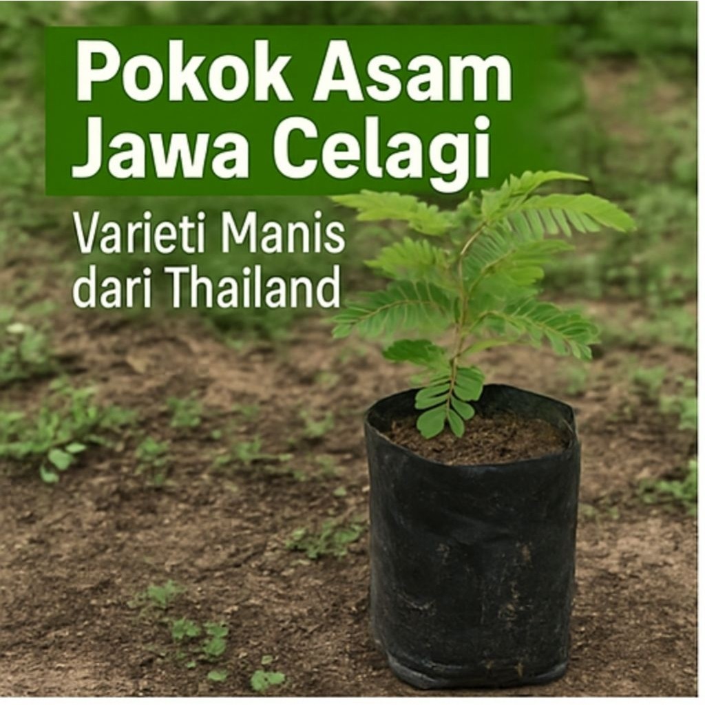 Anak Pokok Asam Jawa Celagi Manis 🌿 Hybrid Thailand Cepat Berbuah Dalam ...
