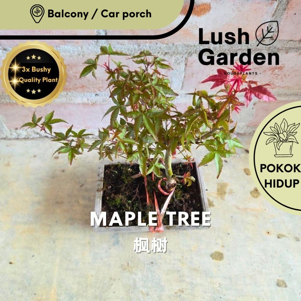 Maple Tree / Pokok Maple 枫树 Anak Pokok Hiasan Hidup Daun Hiasan Plant ...
