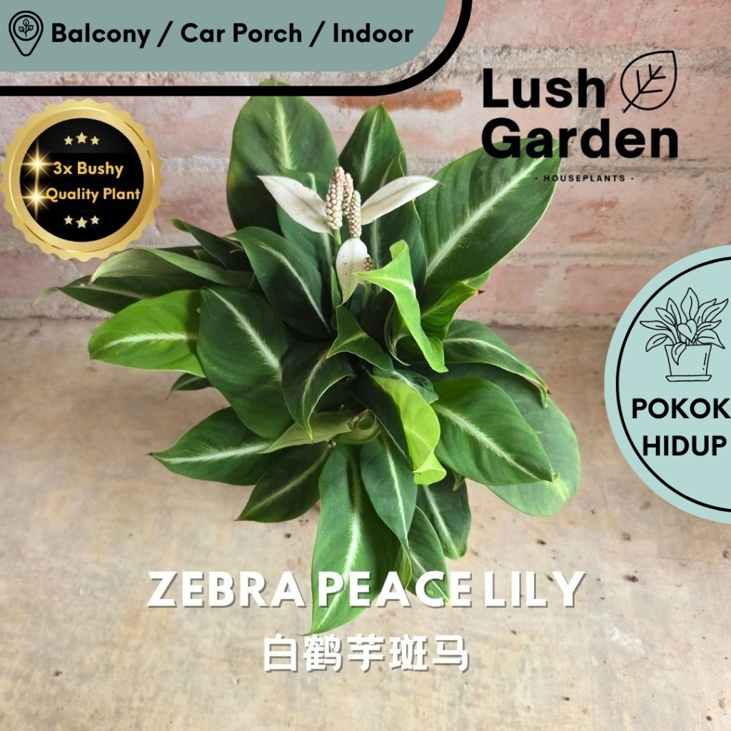 Zebra Peace Lily Spathiphyllum Anak Pokok Hiasan Dalam Rumah Hidup ...