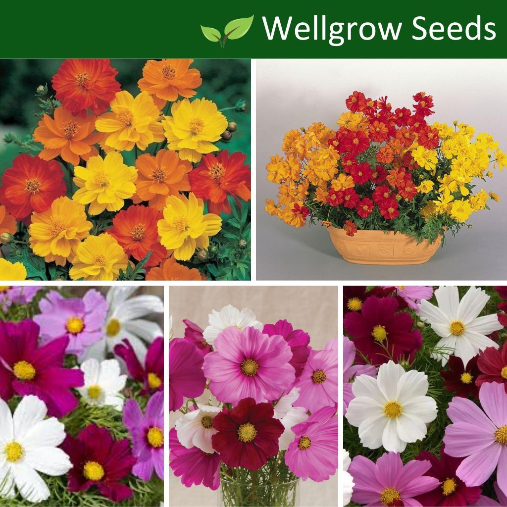 Cosmos Assorted Varieties / Biji Benih Bunga Flower Seeds Wellgrow ...
