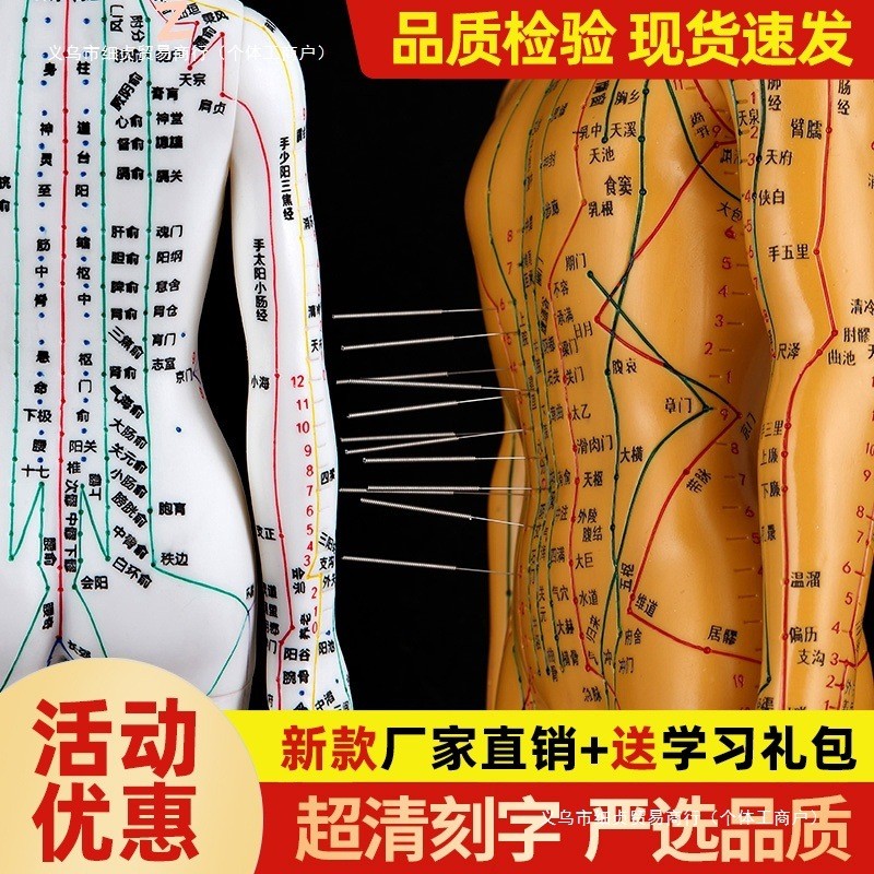 Human Acupuncture Model Human Meridian Acupuncture Points Traditional ...