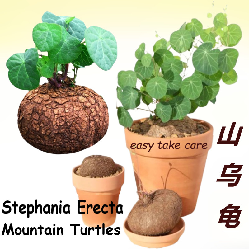 Mountain Turtles Stephania Erecta 圆叶山乌龟 Indoor Plant Bulb Only Climbing ...