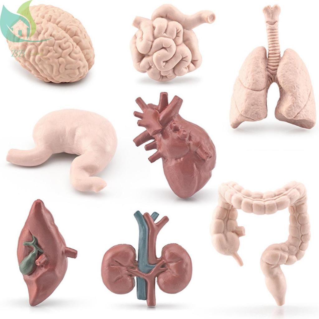 Human Body Organs Model Educational Organs Anatomy Model for Over 3 ...