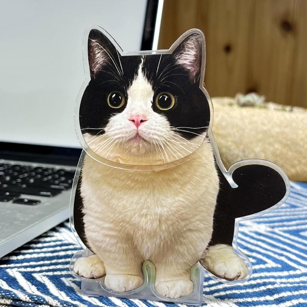 Cat Bobblehead Cartoon Desktop Ornament Car Dashboard Shaking Head ...
