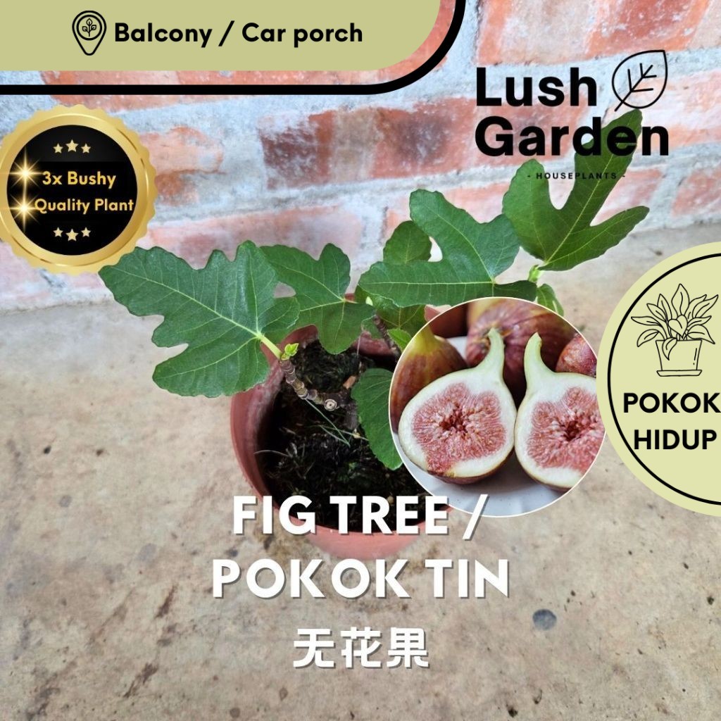 Fig Tree / Pokok Tin / Ficus Carica 无花果 Anak Pokok Hidup Buah Fruit ...