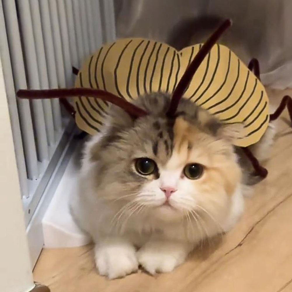 Pet Clothes Cockroach Cosplay DIY Cat Costumes Cute Cartoon Material ...