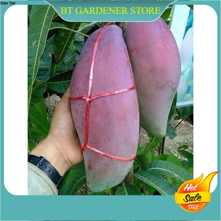 (SARAWAK ONLY) Pokok Mangga Gajah merah hybrid/ Mango Red Elephant Tree ...