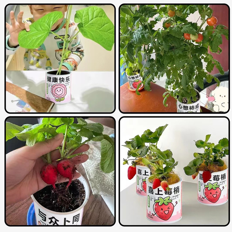 DIY Mini Potted Canned Pot Plant Kids Children's Planting Lucky Plant ...