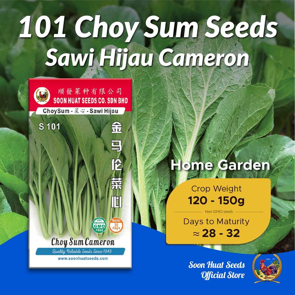 [Small Pack] 101 Benih Sayur Sawi Bunga Choy Sum Cameron Soon Huat ...