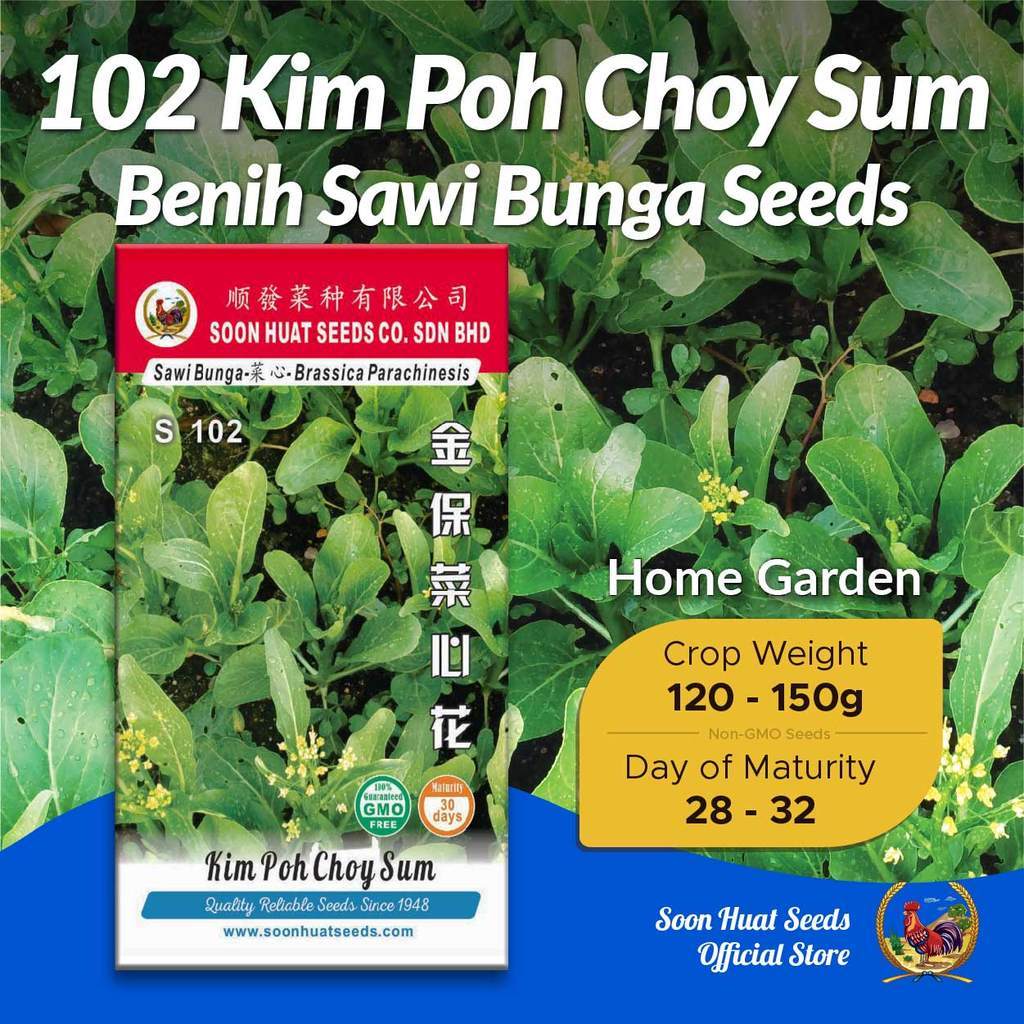 [Small Pack] 102 Benih Sayur Sawi Bunga Kim Poh Choy Sum Soon Huat ...