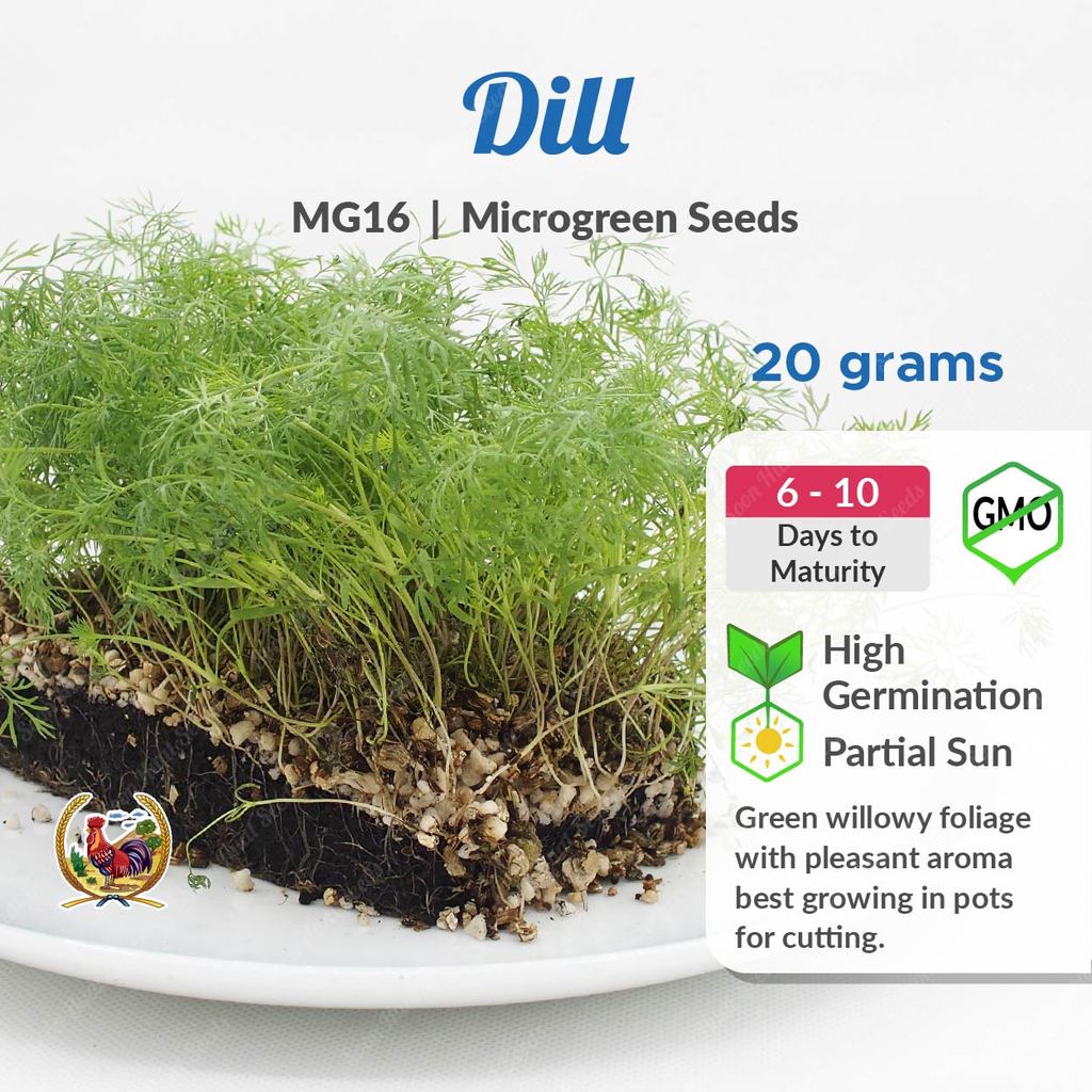 [20g] MG16 Dill Microgreen Soon Huat Seeds | Shopee Malaysia