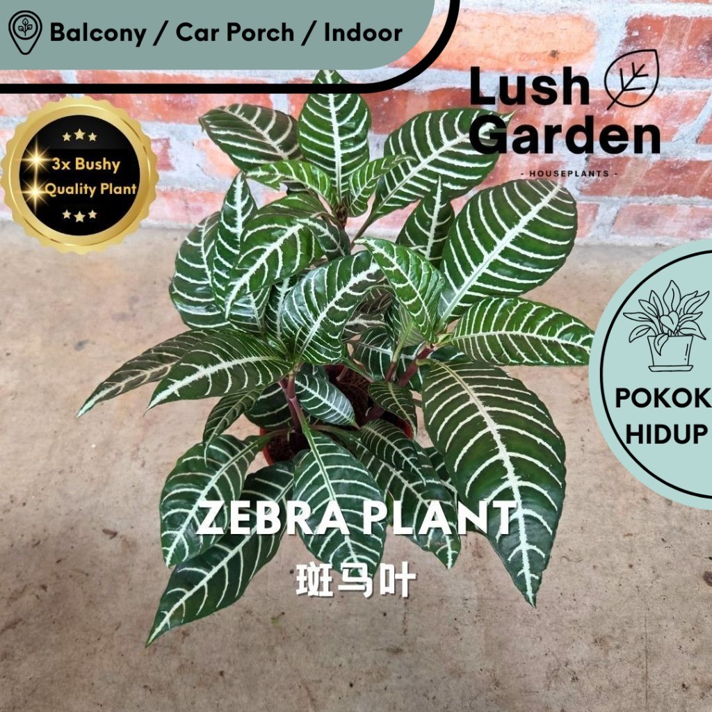 Zebra Plant / Aphelandra Squarrosa 斑马叶 Anak Pokok Hiasan Dalam Rumah ...