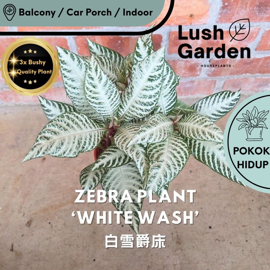 Zebra Plant White Wash 白雪爵床 Anak Pokok Hiasan Dalam Rumah Hidup Indoor ...
