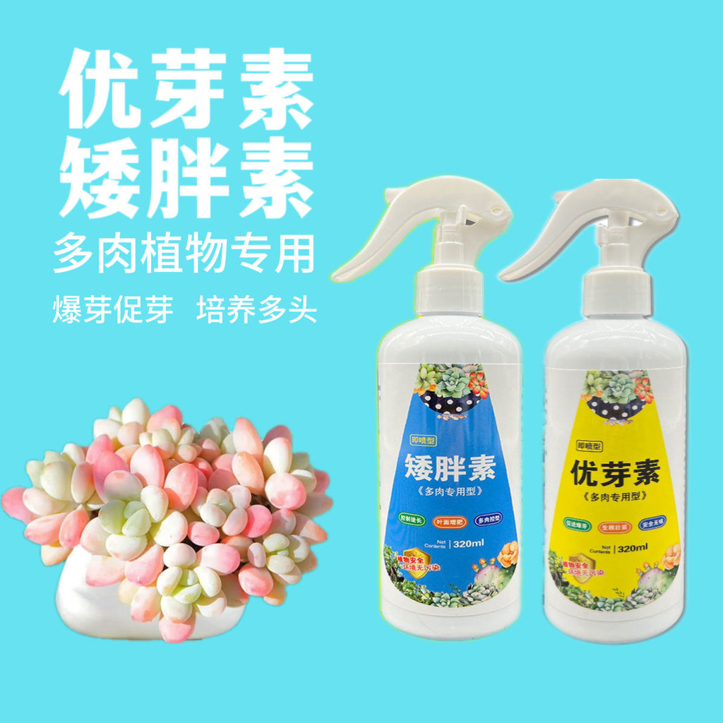 Shop Short Fat Sprout Excellent Sprout Succulent Dedicated Sprout ...