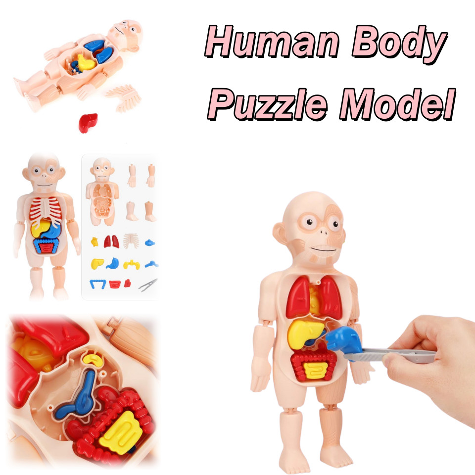 Human Body Anatomy Model Human Organ Model DIY Human Body Puzzle Model ...