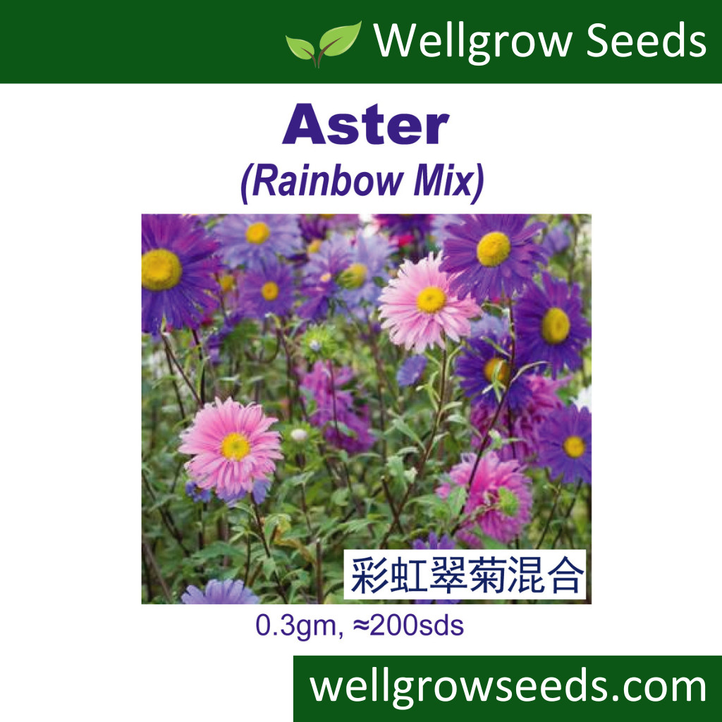 Aster Rainbow Mix (0.3gm, ≈200sds) Callistephus 彩虹翠菊混合 Tall Variety ...