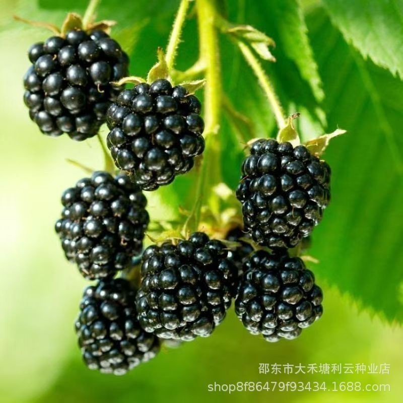 [Seed Three] 200pcs Black Raspberry Seeds/黑树莓种子 | Shopee Malaysia