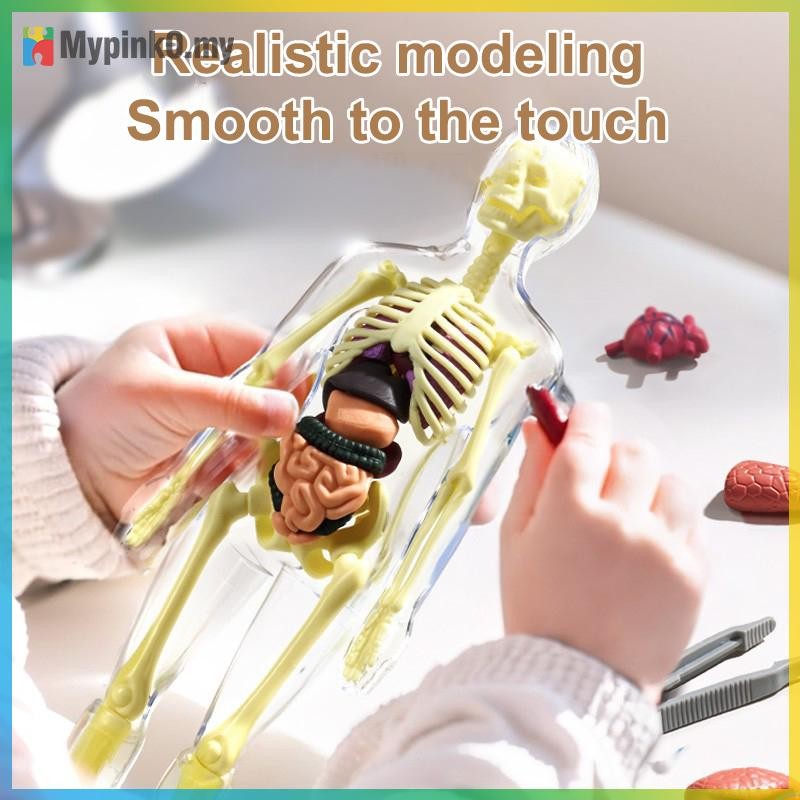 Mypink 3D Human Skeleton Organ Anatomy Scientific Model Kit Kids Body ...