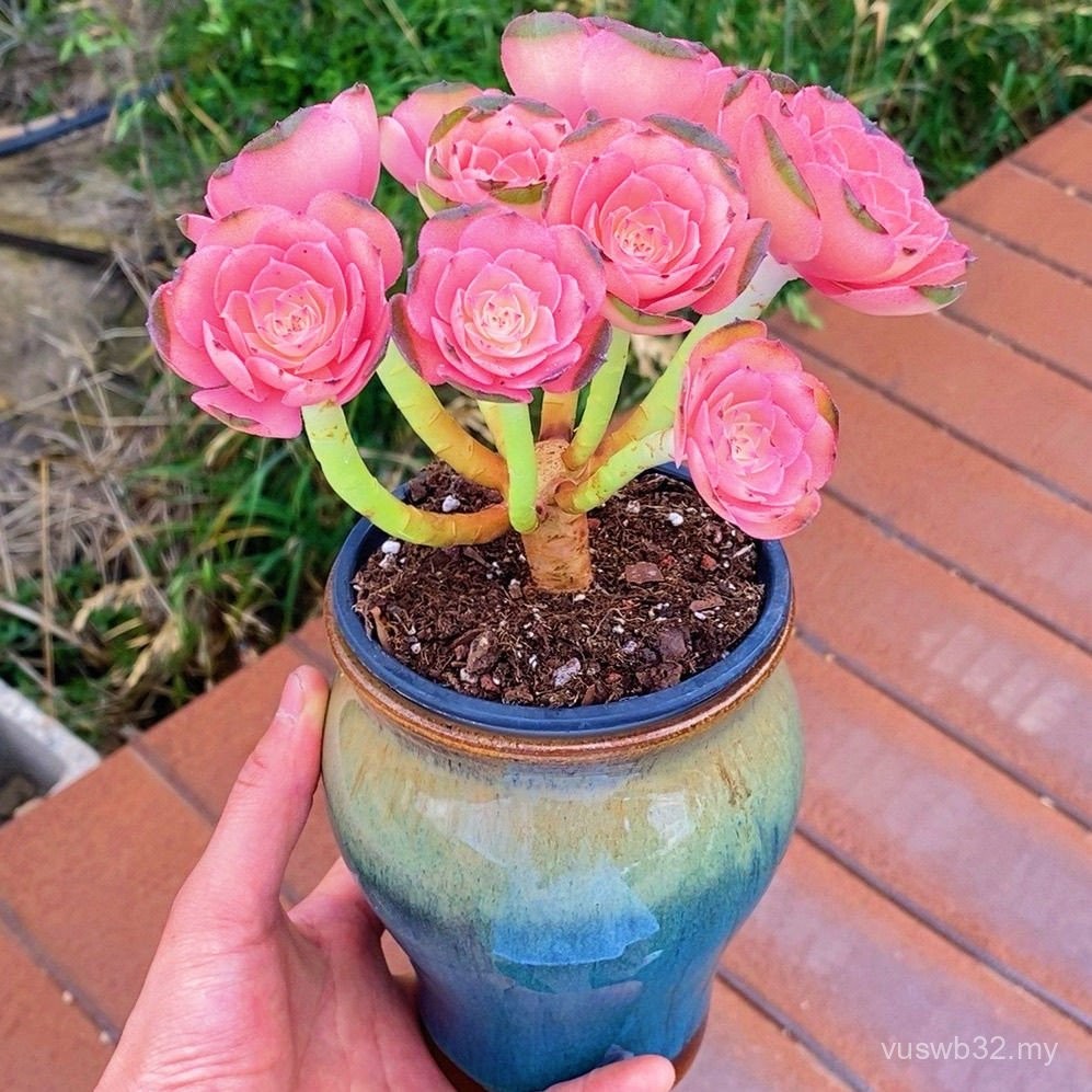 [Koleksi Orang 6334] Begonia Merah Jambu Master Cerucuk Lama Kecil ...