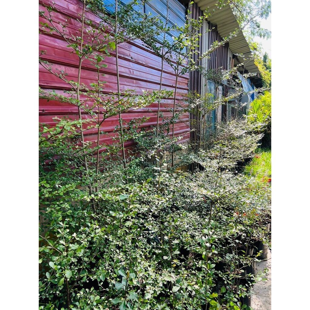 Greenishcity - BUCIDA GREEN Anak pokok Doa teduhan daun hijau 小叶榄仁树 ...