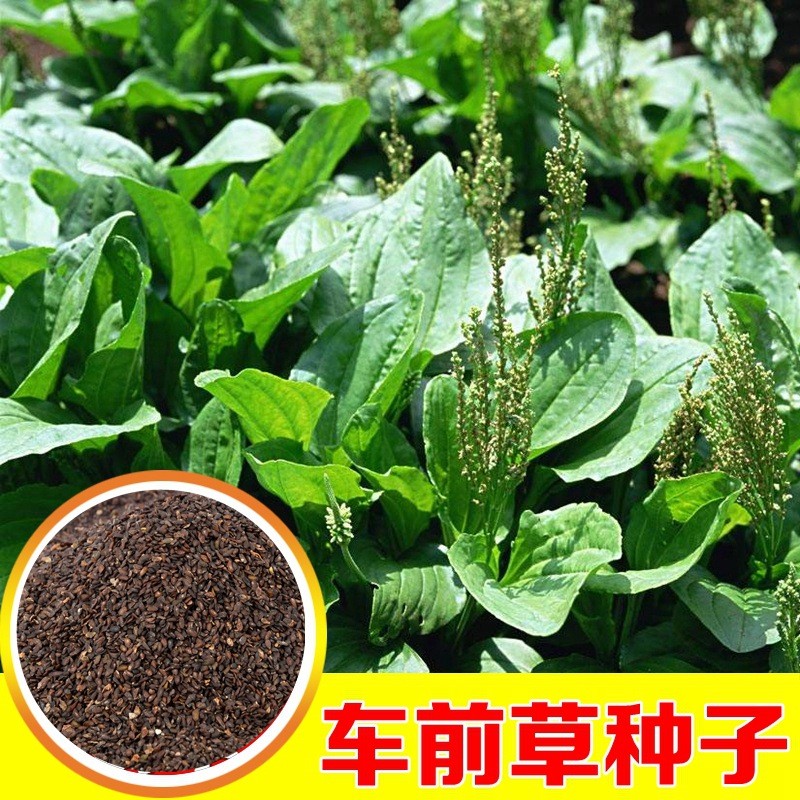 Edible Psyllium Seeds Flat Car Psyllium Four Seasons Sowing Chinese ...