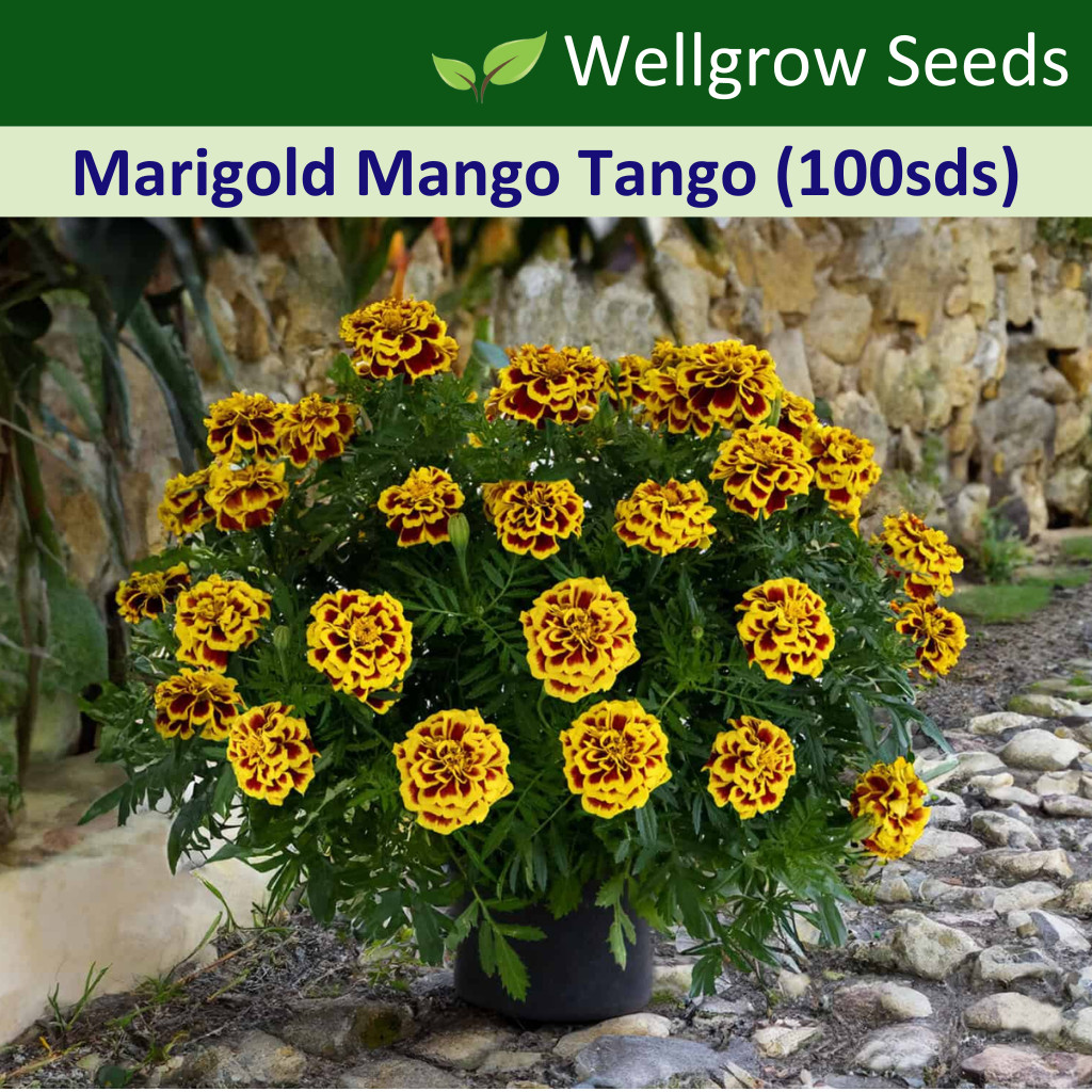 Marigold Mango Tango (100sds) 孔雀草：芒果 | Shopee Malaysia