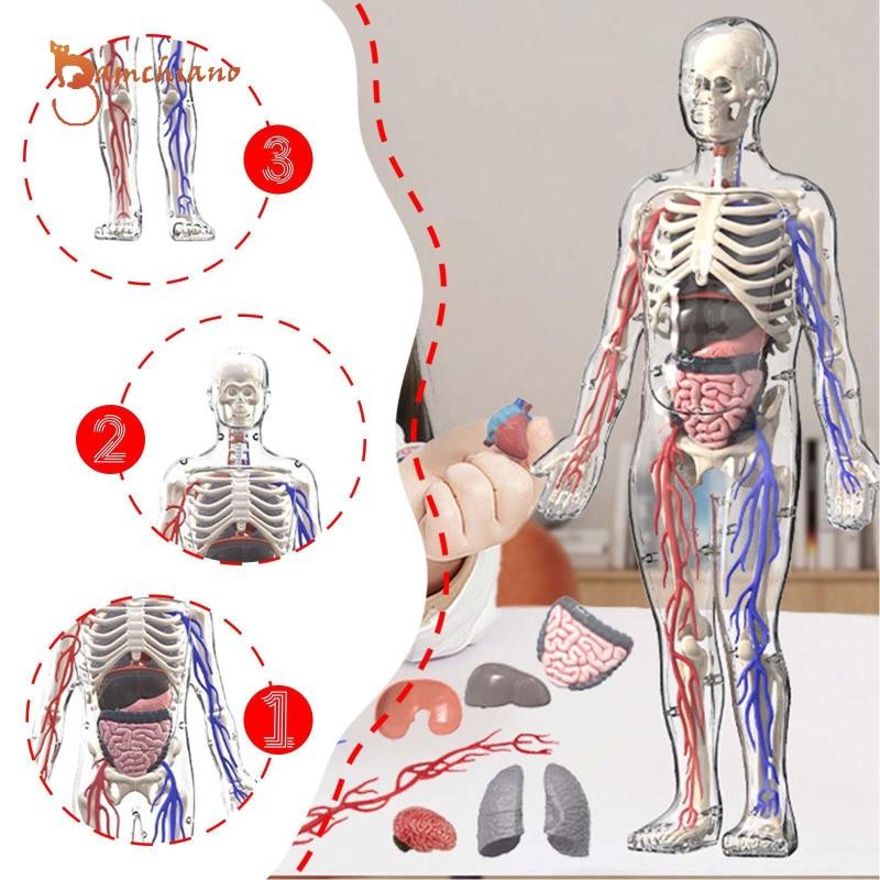 gamchiano Human Body Skeleton Model Kits 3D Interactive Science Kit for ...