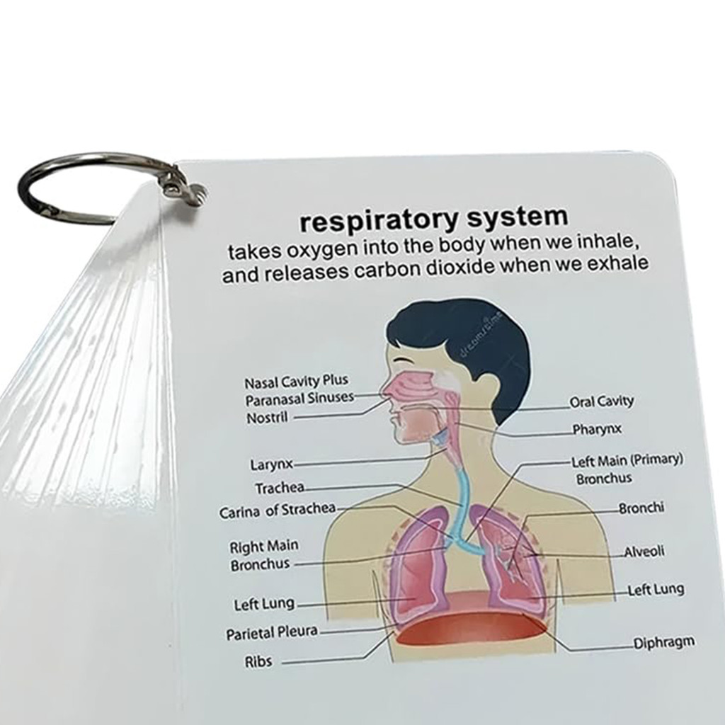 Anatomy and Physiology Flash Cards with Rings Human Body System Anatomy ...
