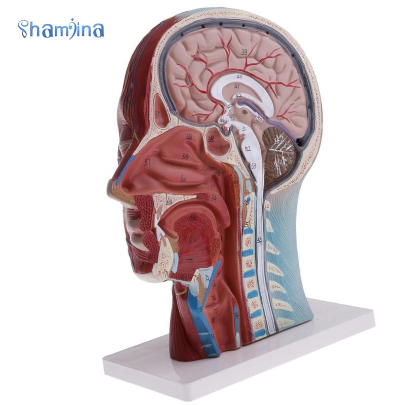 [Shamjina] 1: 1 Human Head Neck Model Superficial Muscle Vessel Nerve ...