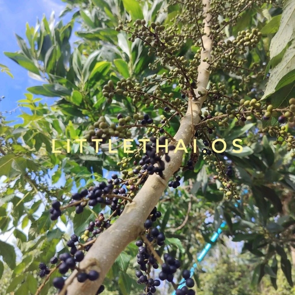 Buah Lada Pahit Daun Dan Keratan Batang / Herba Lada Pahit Melada Pahit ...