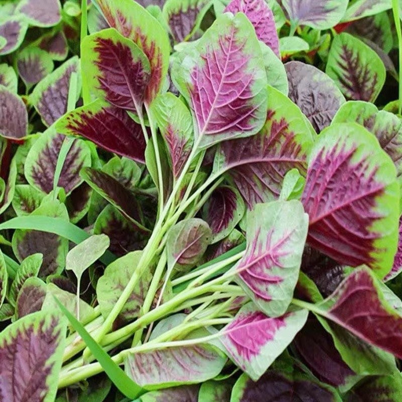 2000pcs Biji Benih Bayam Merah Daun Besar / Big Leaf Red Amaranth Seeds ...
