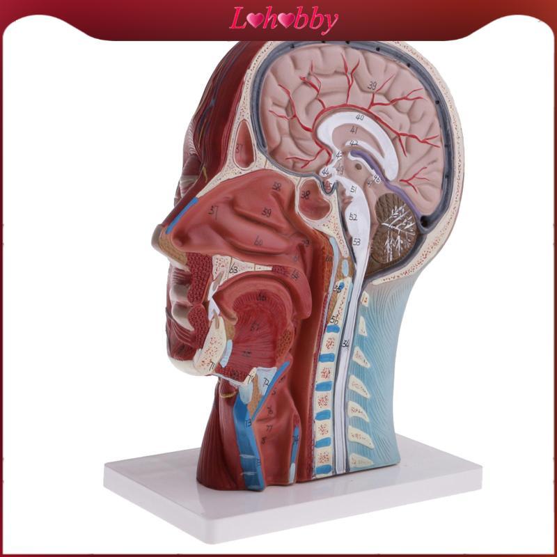 Lohobby 1:1 Human Head Superficial Nerve Neck Model Lab Learning Tool ...