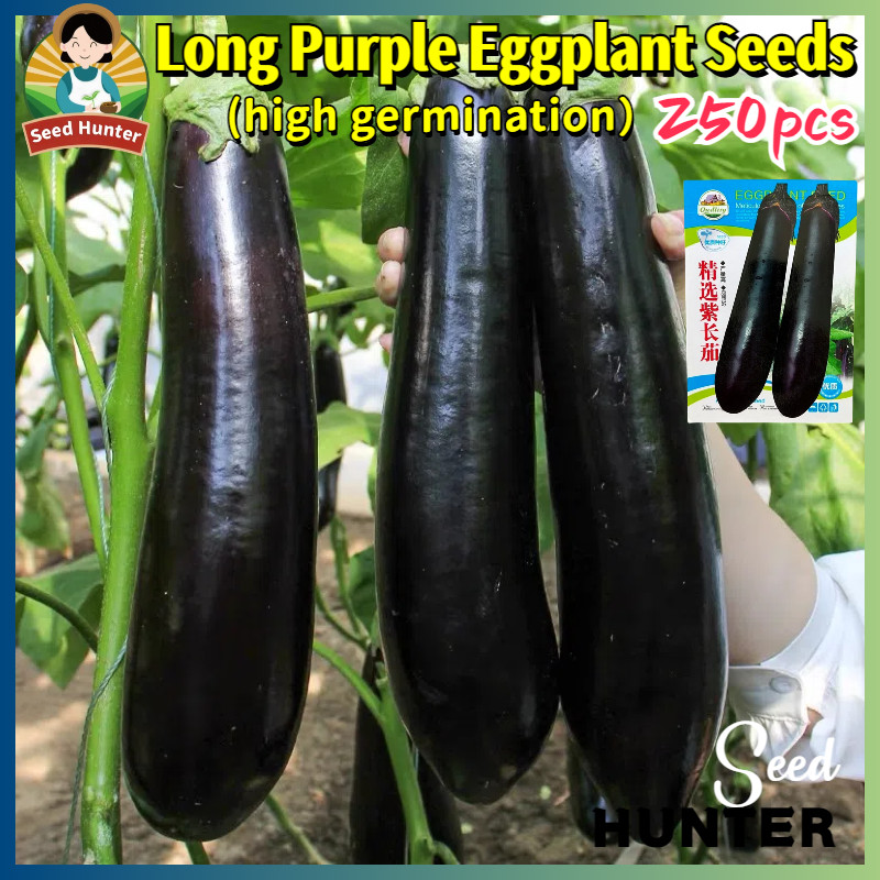 Long Purple Eggplant Seeds for Sale Talong Seeds for Planting ...
