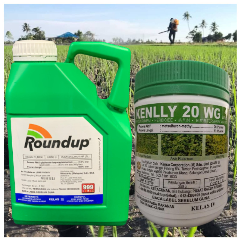 4L Roundup+ 250G KENLLY 20WG (1 SET PACKAGE) RACUN RUMPUT KEMATIAN ...