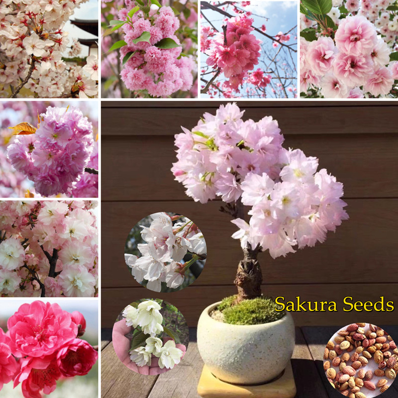 [Fast Growing]Ready Stock Original Japanese Sakura Seeds For Planting ...