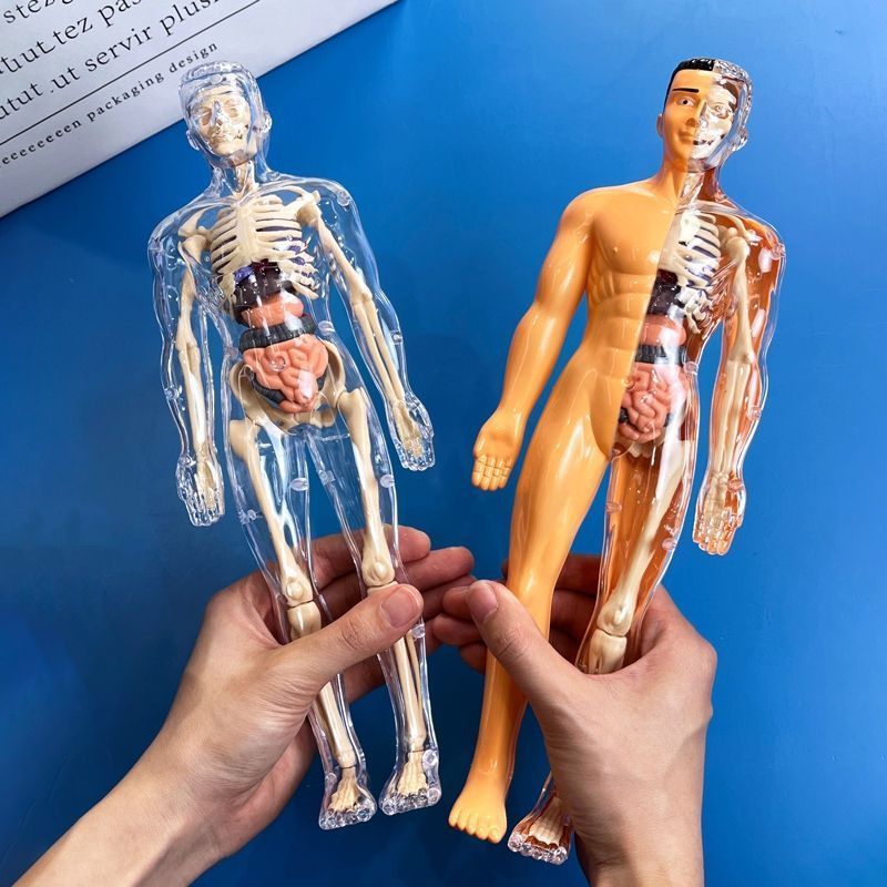 Human Organ Toys Human Skeleton Model Simulation Medical Assembly Torso ...