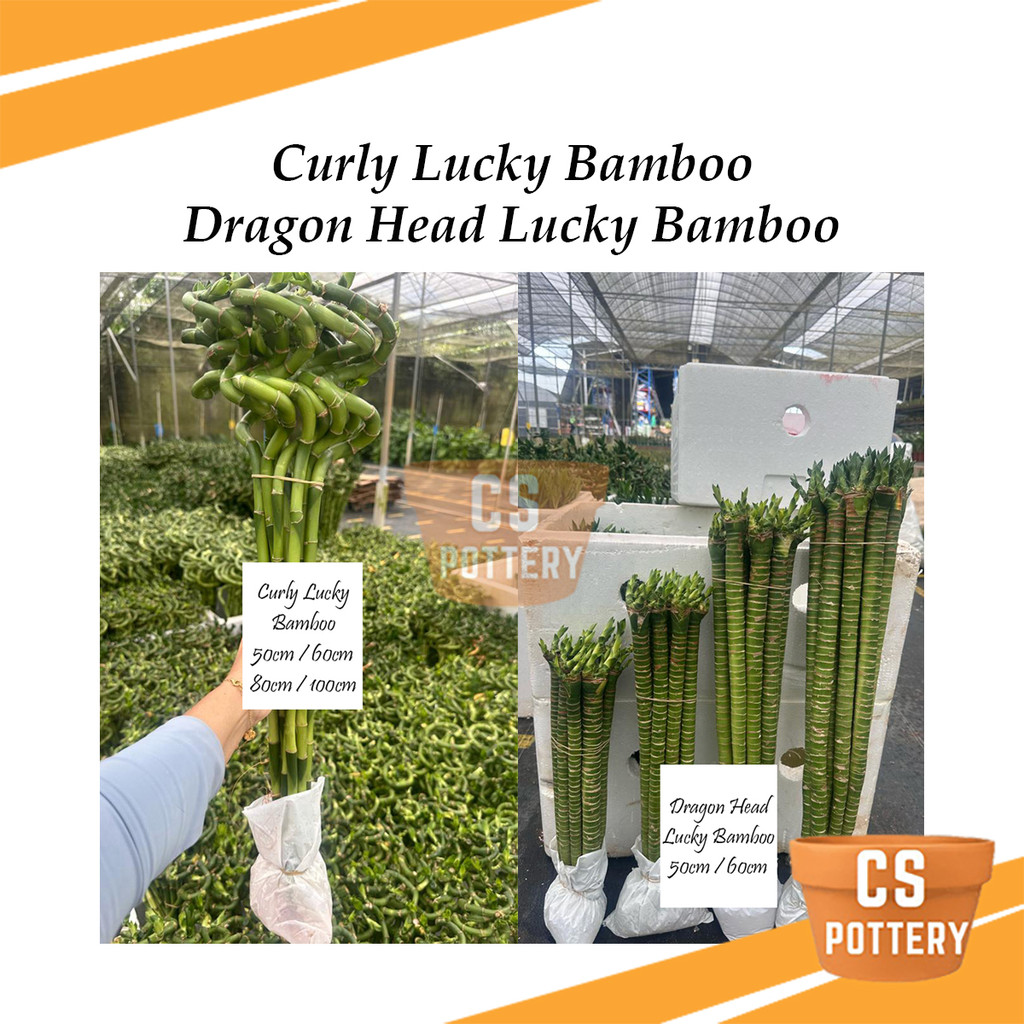 (1 Stick) Real Live Plant Curly Lucky Bamboo / Dragon Head Lucky Bamboo ...
