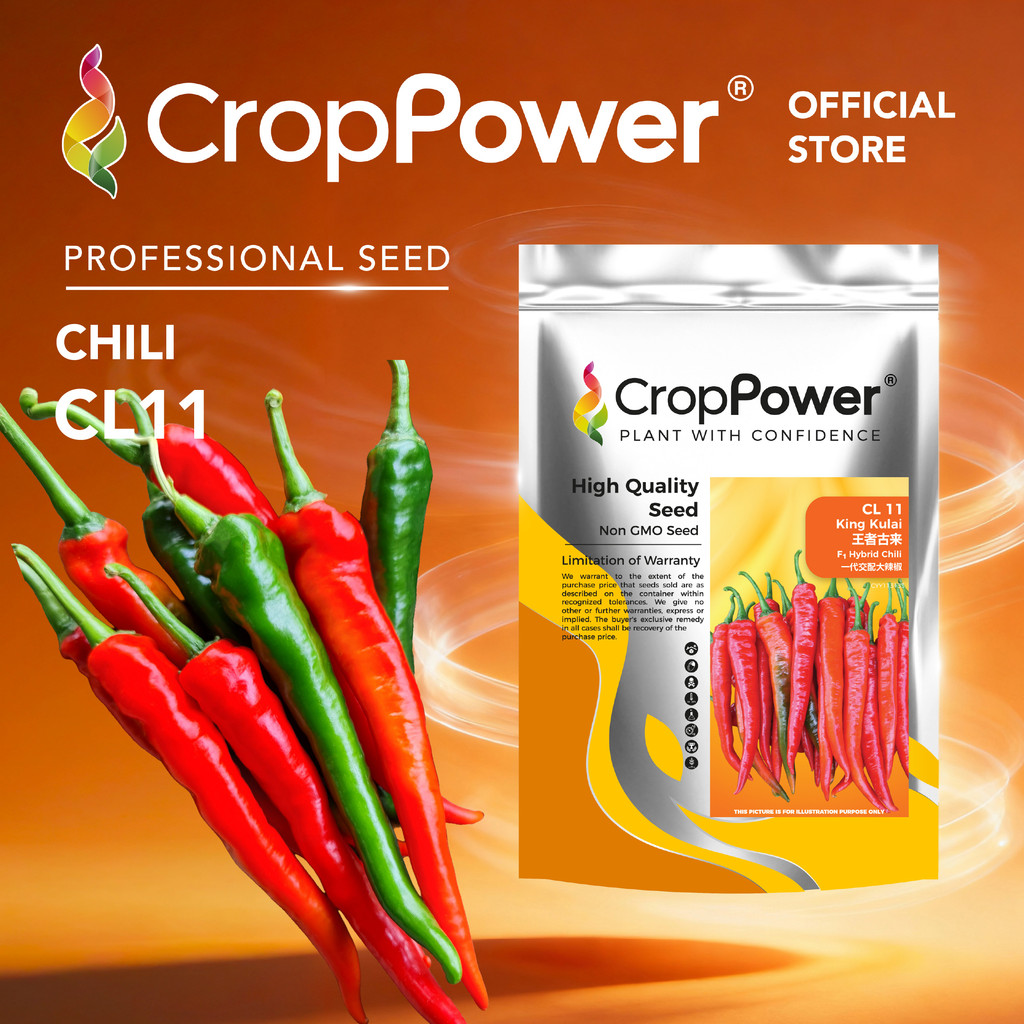HOT ITEM🔥 (100 GRAM) Biji Benih Cili Kulai King Kulai 王者古来 CL11 CROP ...