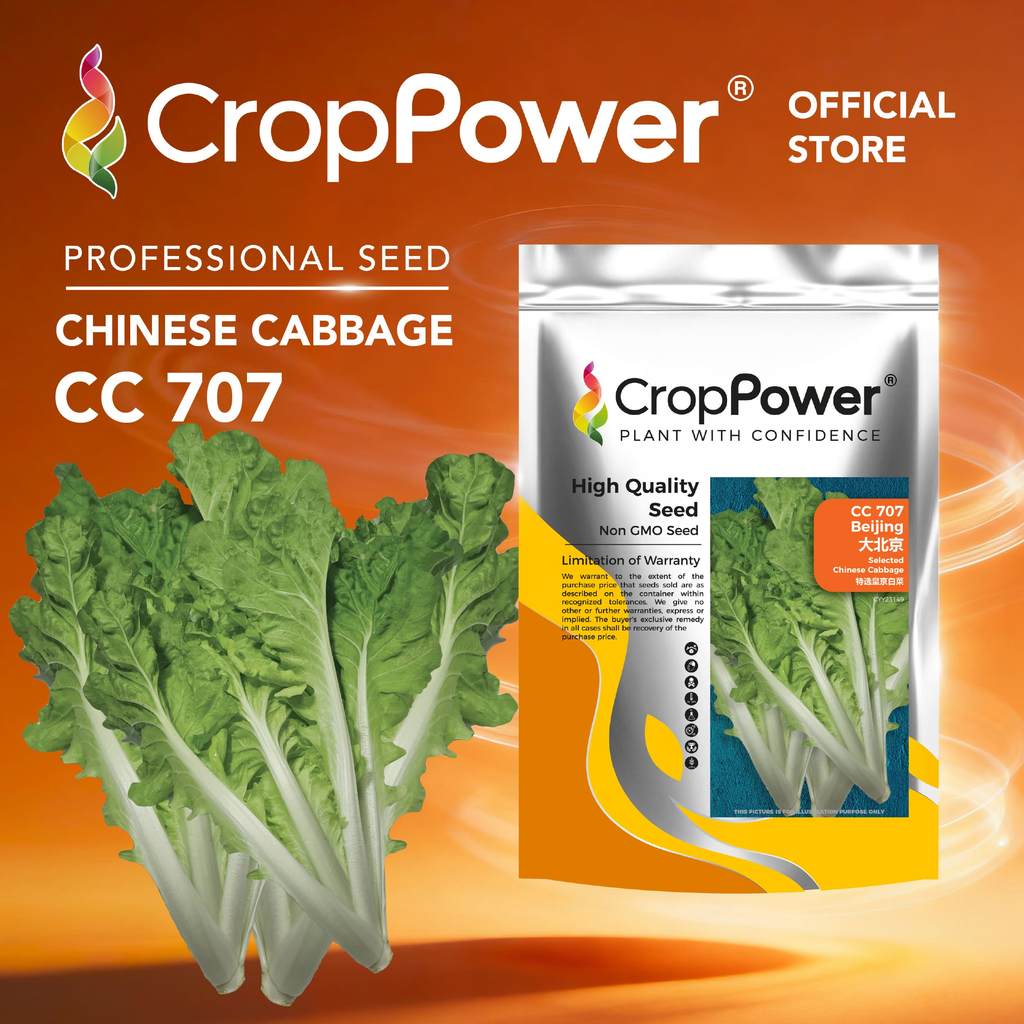 (500 GRAM) Biji Benih Kubis Cina Beijing 大北京 CC707 CROP POWER Chinese ...