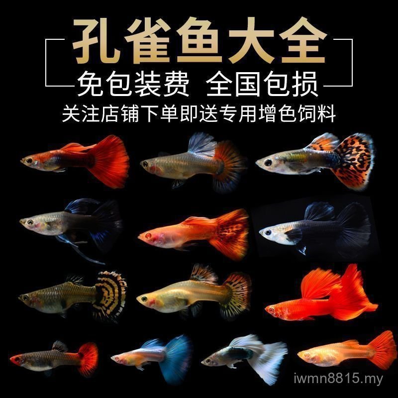 Pure Species Tropical Living Phoenix Tail Small Small Fish Ornamental ...