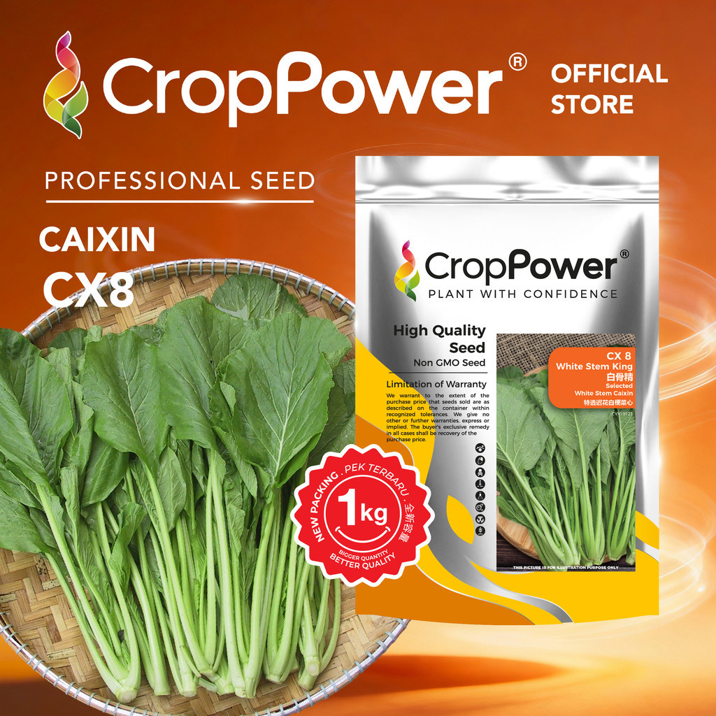 (1 KG) Biji Benih Sawi Putih White Stem King 白骨精 CX8 CROP POWER Caixin ...
