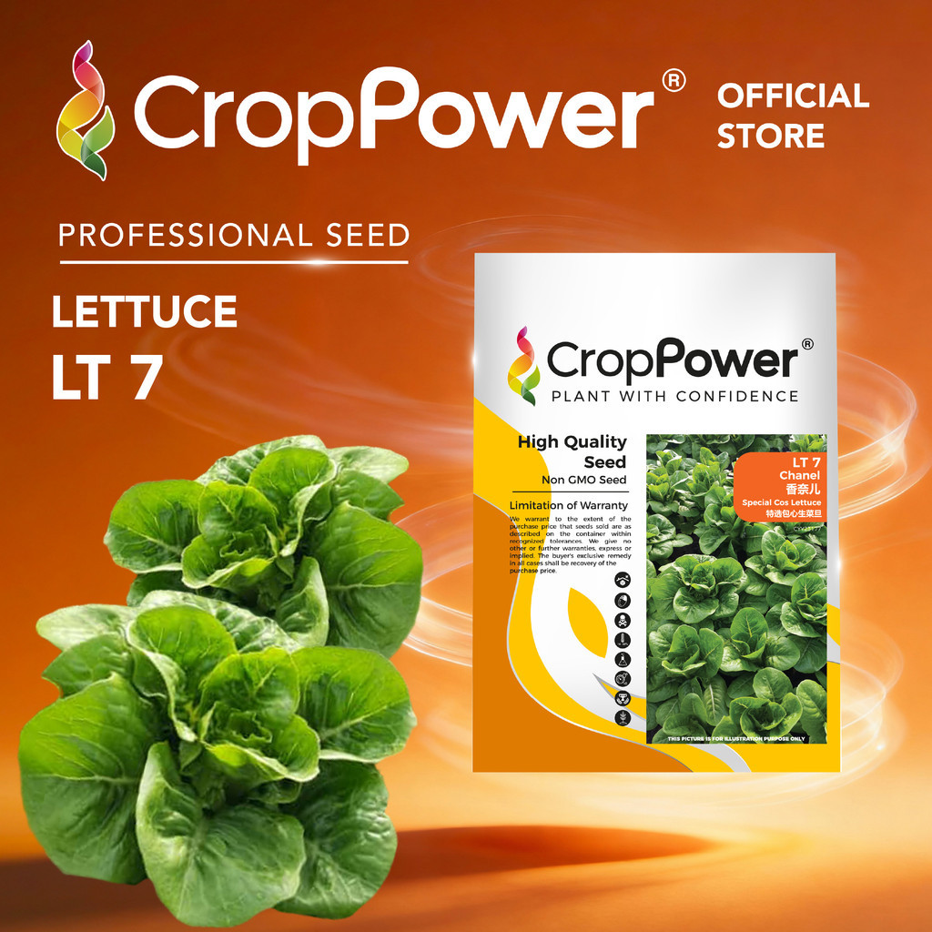 (10 GRAM) Biji Benih Sayur Salad Chanel 香奈兒 LT7 CROP POWER Cos Lettuce ...